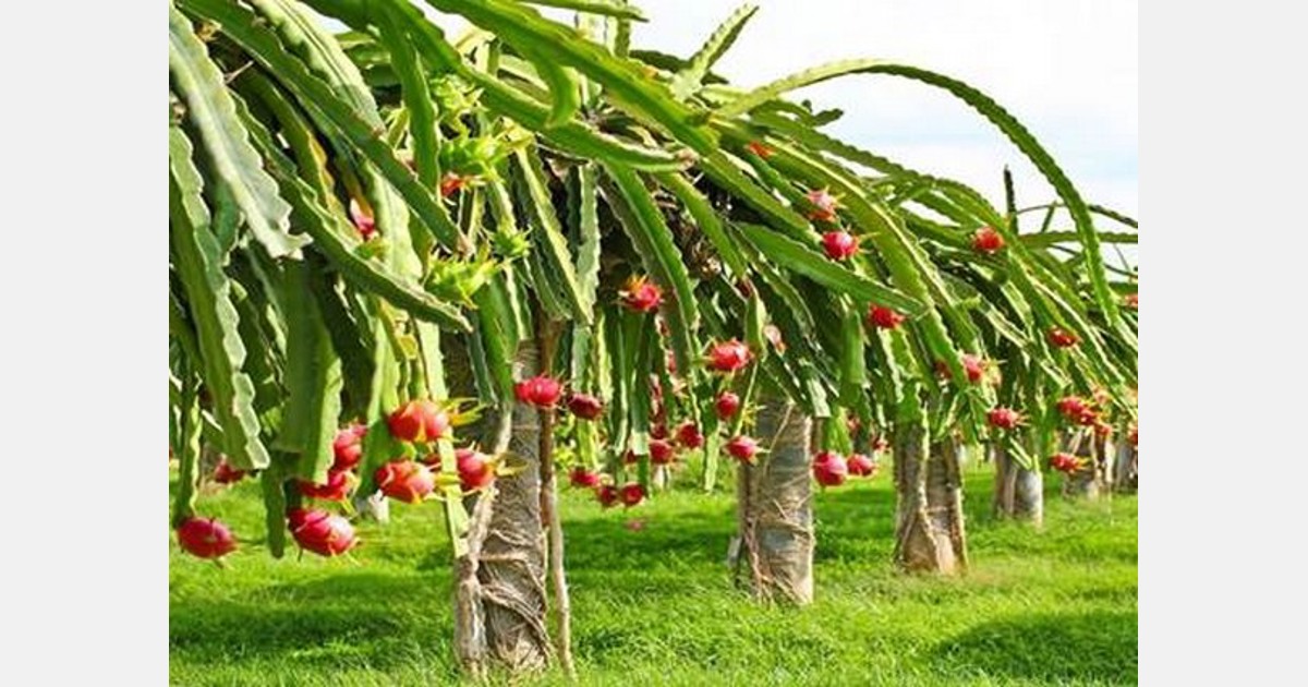 Dragon fruit acreage in India expected to expand to 50,000 ha in five ...