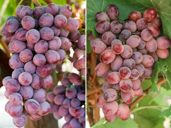 Surge in demand for Candy Hearts table grapes
