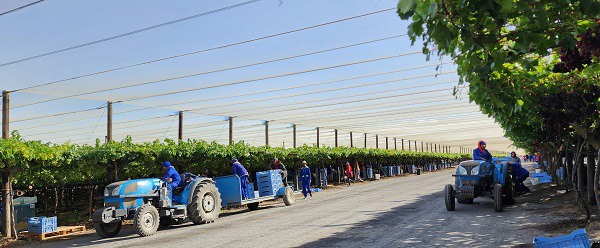 Berg River grape farm forgoes a packhouse for field packing