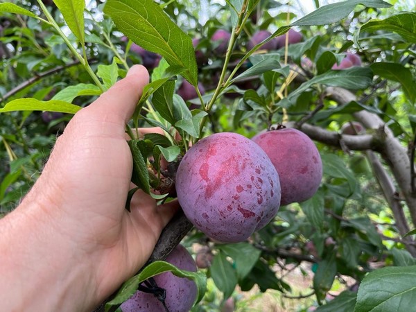 Expansion of South African plum portfolio