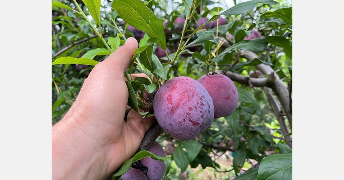 Expansion of South African plum portfolio