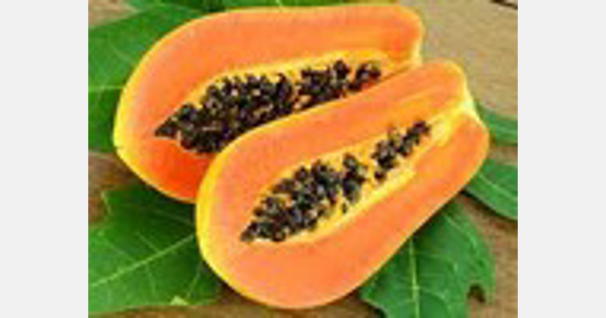 Chilean market opens up to papayas from Brazil