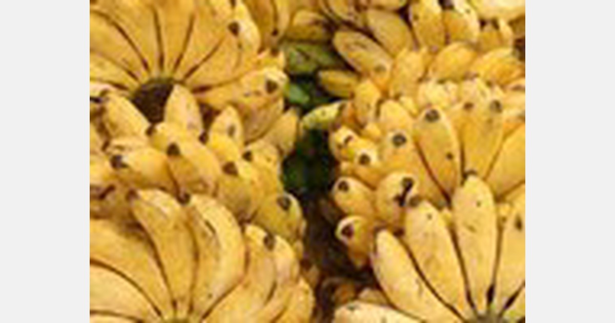 Ugandan presidium set up to protect the Ndiizi banana