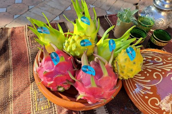 Moroccan dragon fruits seek a place in the international market