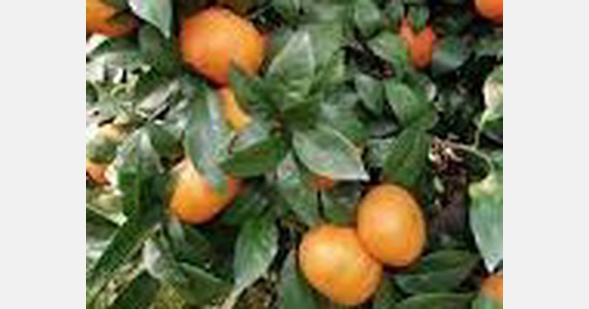 Orah mandarins boost Chinese growers’ livelihoods