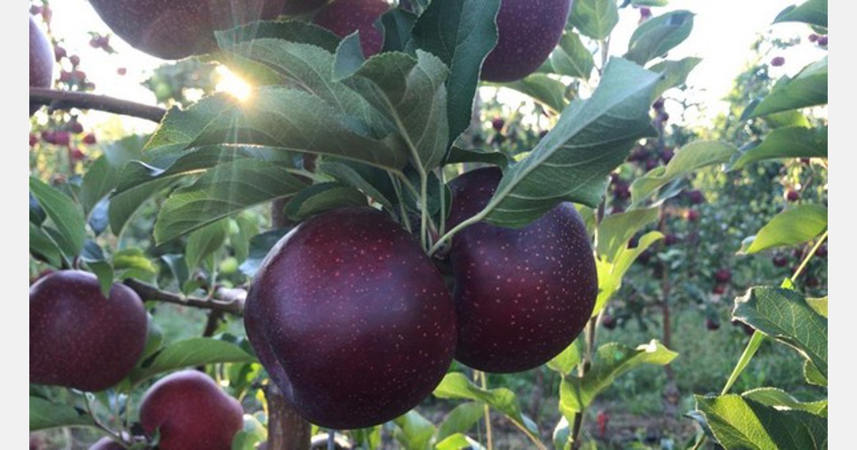 "This next step opens the door for the apple variety to be grown in ...
