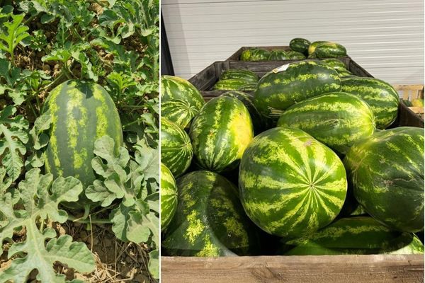 Watermelon volumes in Morocco will increase this season