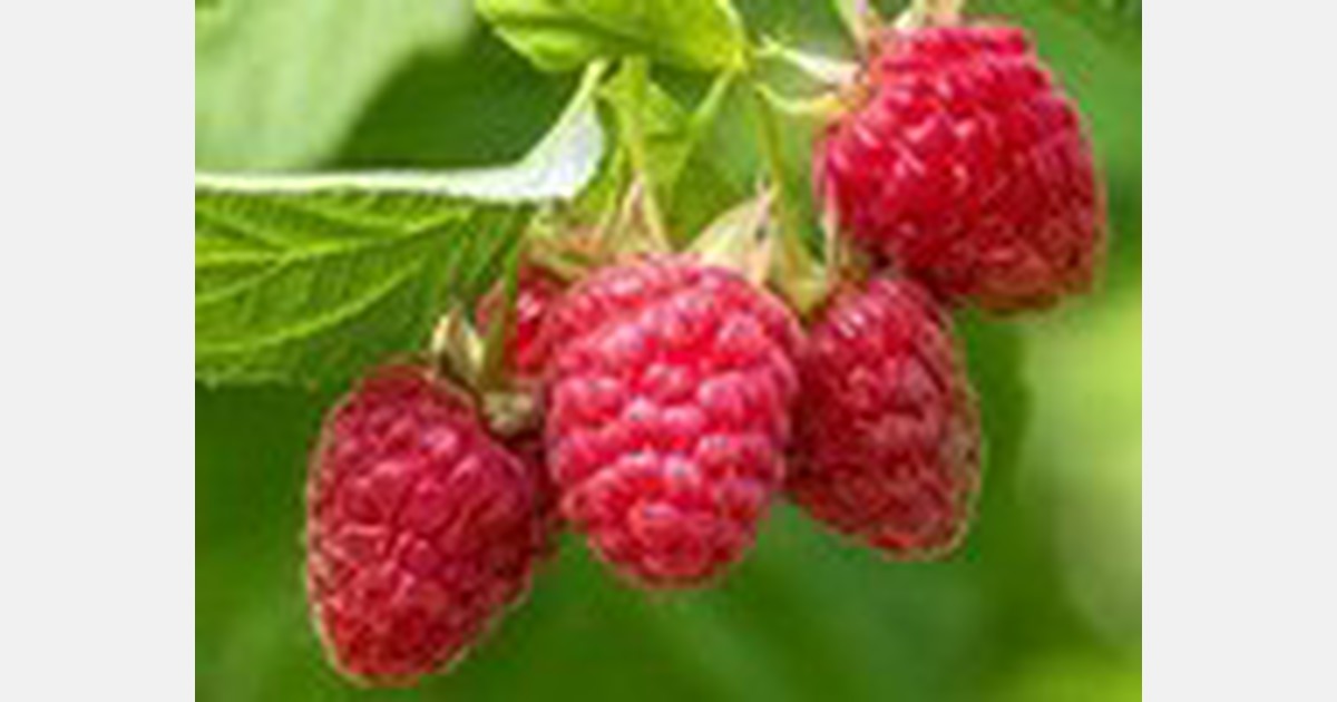 Moroccan raspberry exports to the EU are booming
