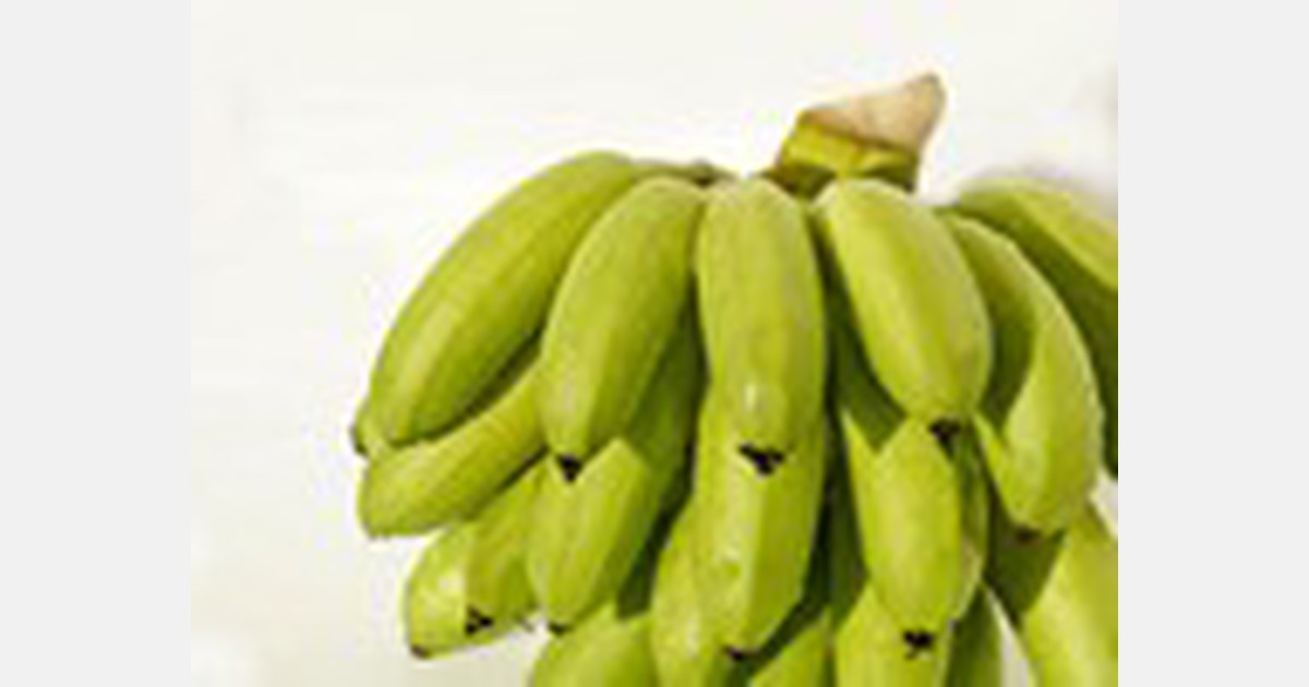 Tradition of planting silver bananas continues in Monte Alegre