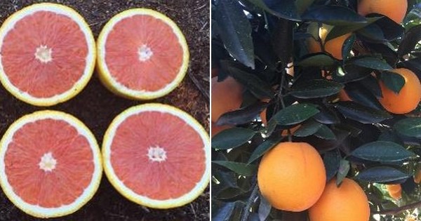 New pigmented orange varieties allow for year-round red orange supply