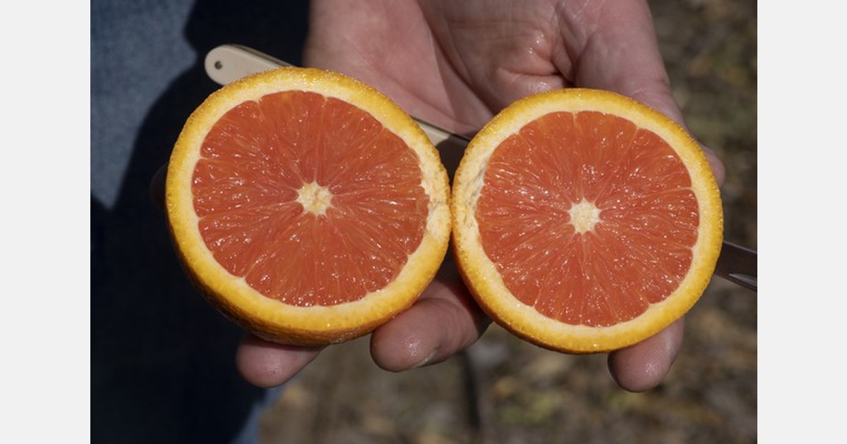 New pigmented orange varieties allow for year-round red orange supply