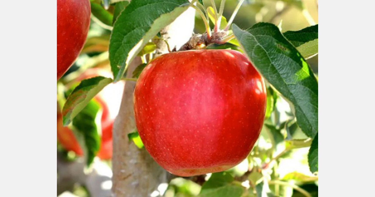 "Resilient growers have fought hard to produce high quality apples once ...