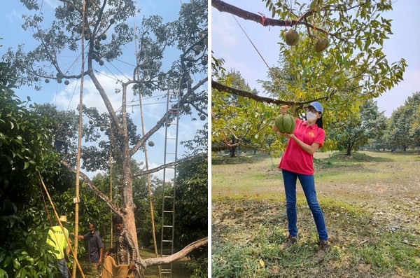 Thai durian exporter already blocked 100 containers before mid-April ...