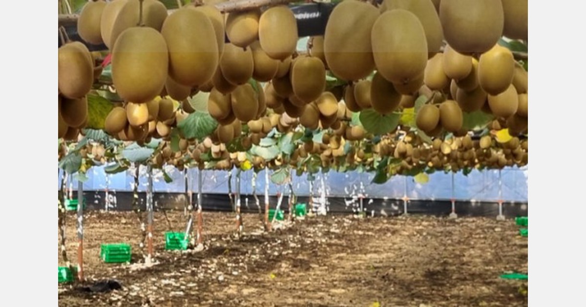 Zespri confirms quality up but New Zealand kiwifruit crop volumes well ...