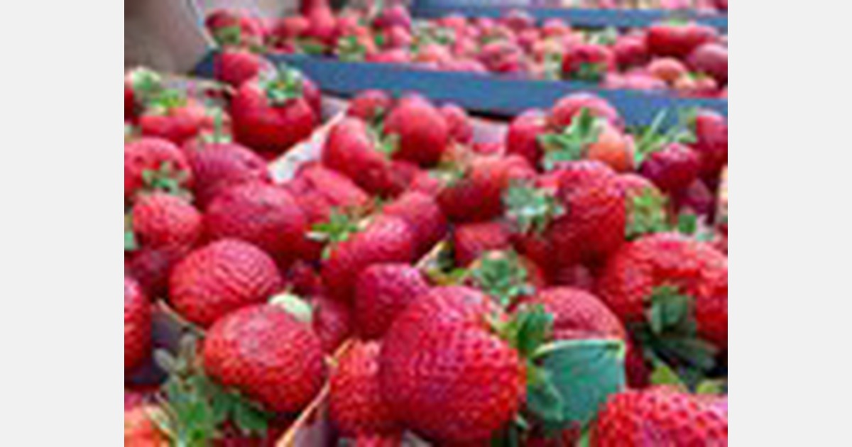 Mass sales of strawberries began in Moldova