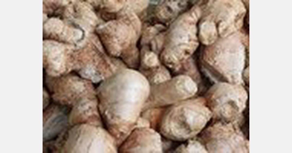 Fiji: Ginger farmers state they are treated unfairly by Frespac Ginger ...