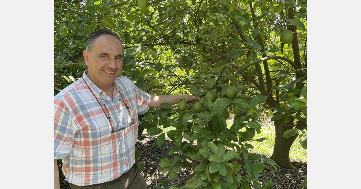 40 percent more lemons expected in the market this year