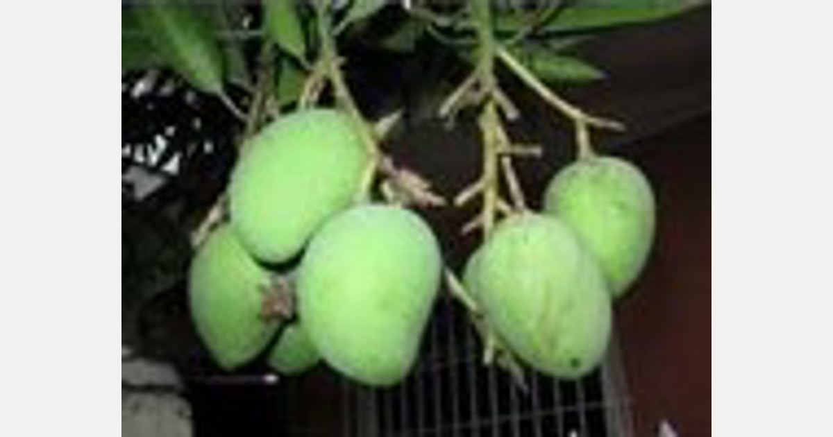 India: Sundarja mango of Rewa district receives GI tag