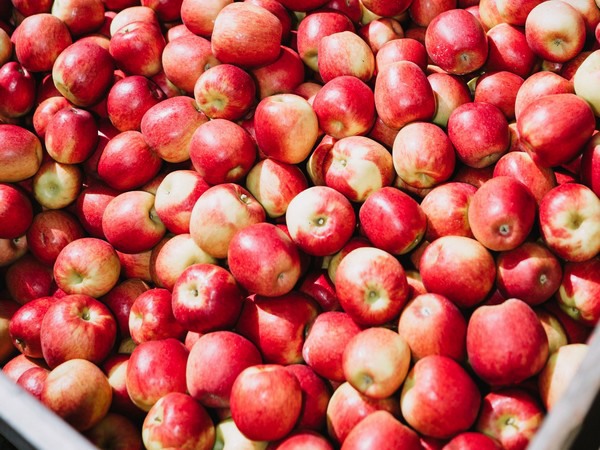 New season New Zealand apples headed for international markets