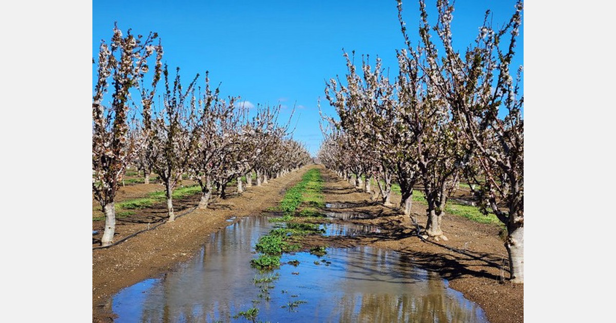 Later start of California cherry harvest