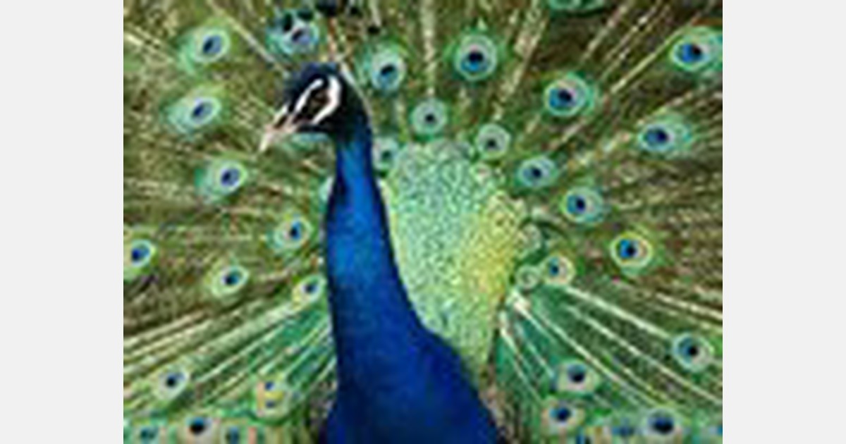 Peacocks wreak havoc on crops in West Bengal