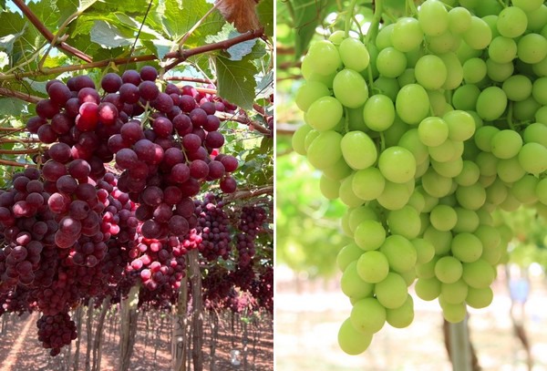 Peru overtakes Chile as top grape exporter in South America