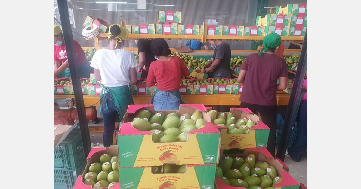 Canadian shippers await more Mexican mango volume