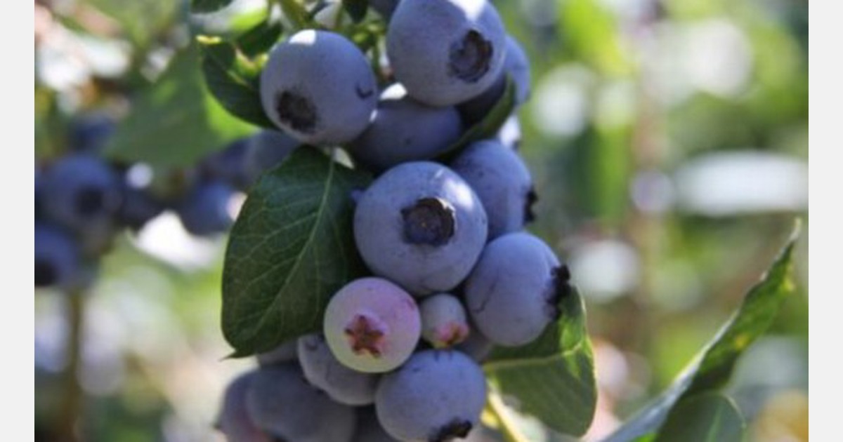 An early look at 2023 blueberry numbers for North and South America