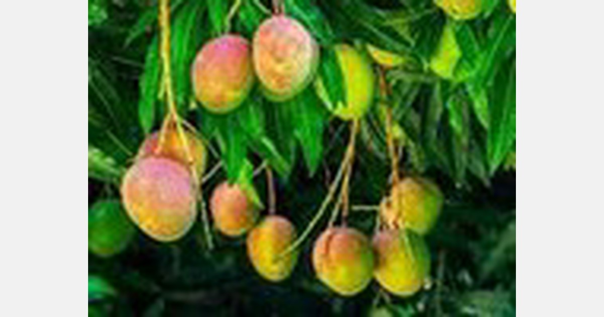 Dominican Republic surpasses Haiti regarding mango exports to US