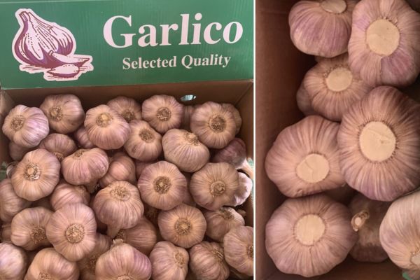 Egyptian garlic enjoys 2 months of no competition