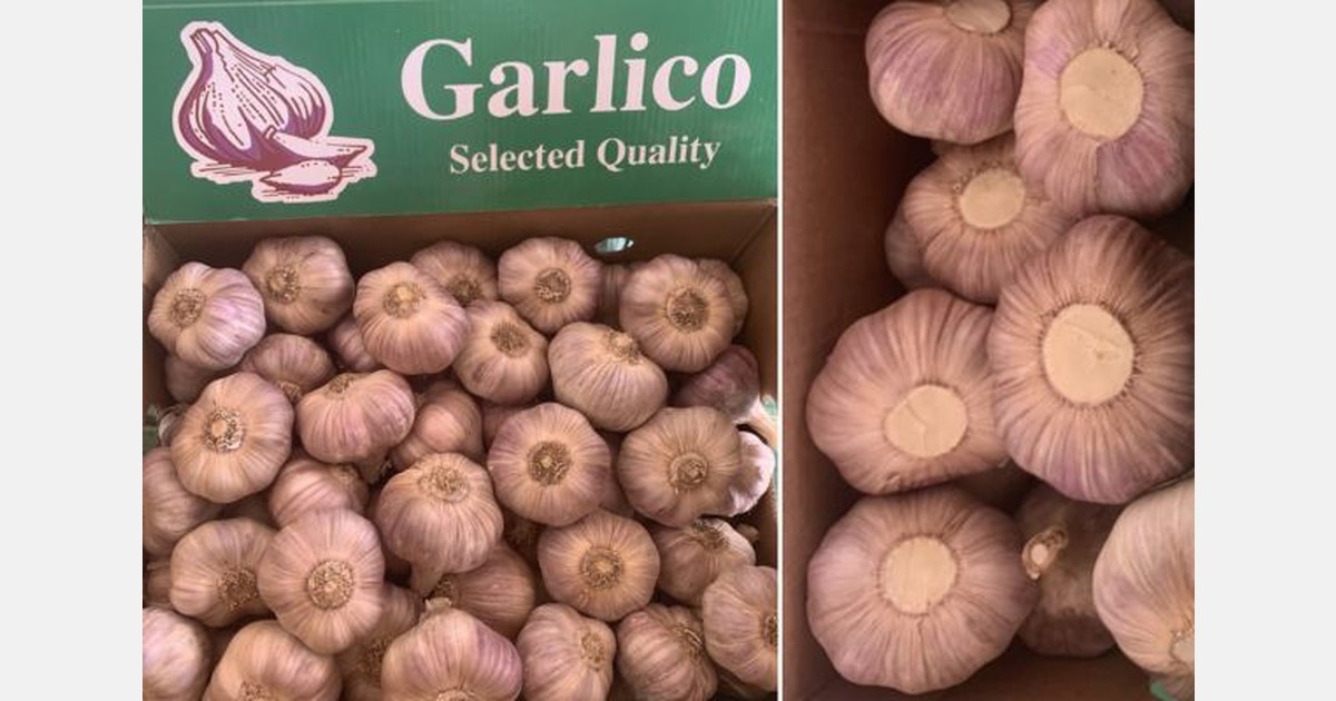 Egyptian garlic enjoys 2 months of no competition