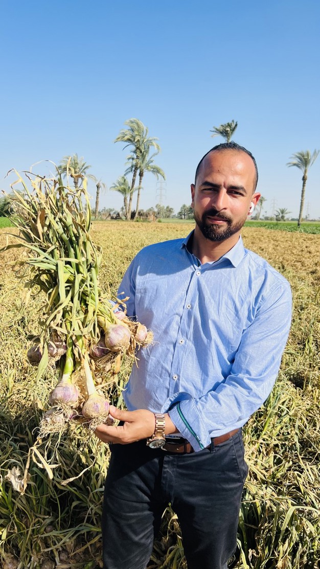 Egyptian garlic enjoys 2 months of no competition