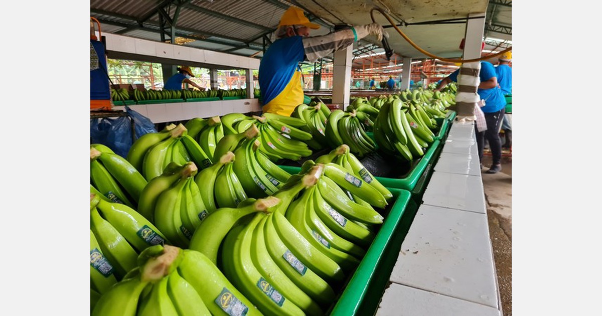 Ecuador negotiating lower banana import tariffs in Asian markets