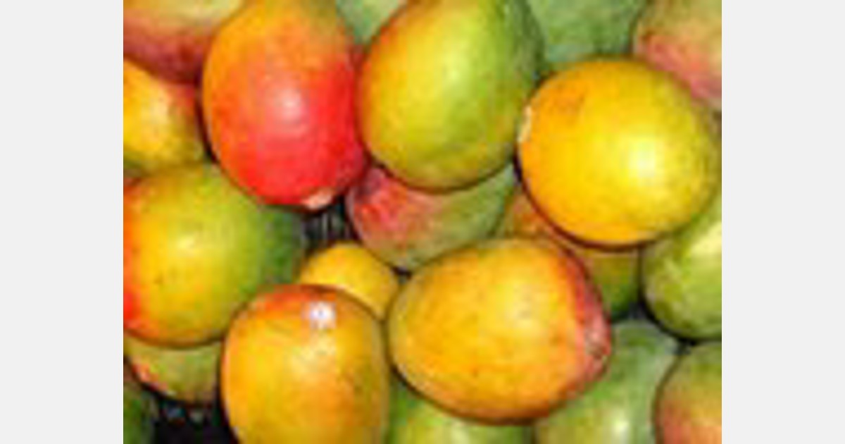 Saudi mango production exceeds 88,600 tons annually