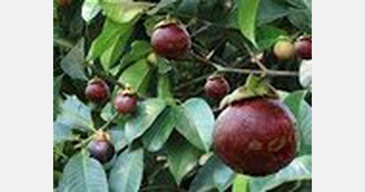 Regency of Buleleng center works on mangosteen plantations