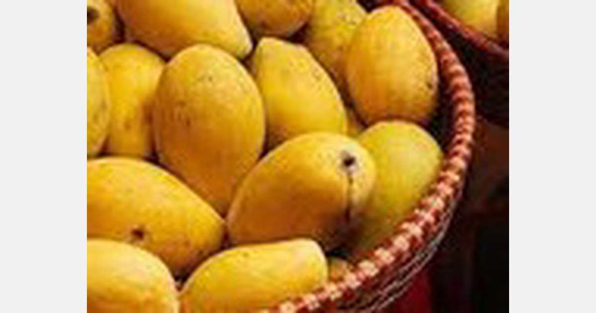 Annamayya district: Poor mango yield forecasts worry growers