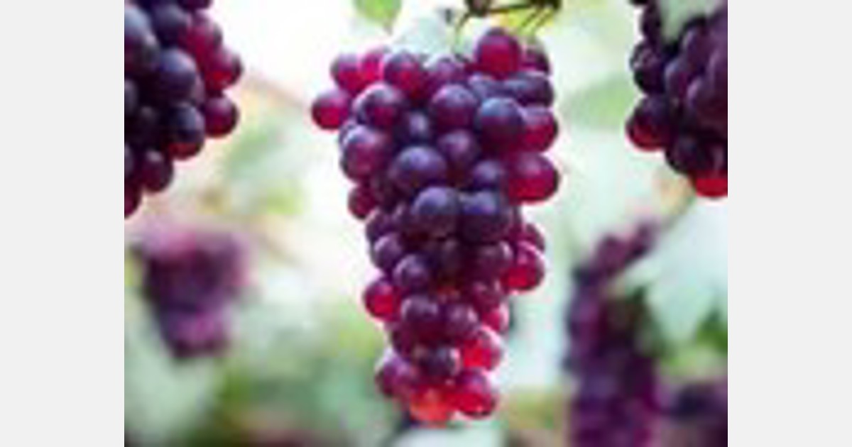 Tamil Nadu grapes get Geographical Indication tag