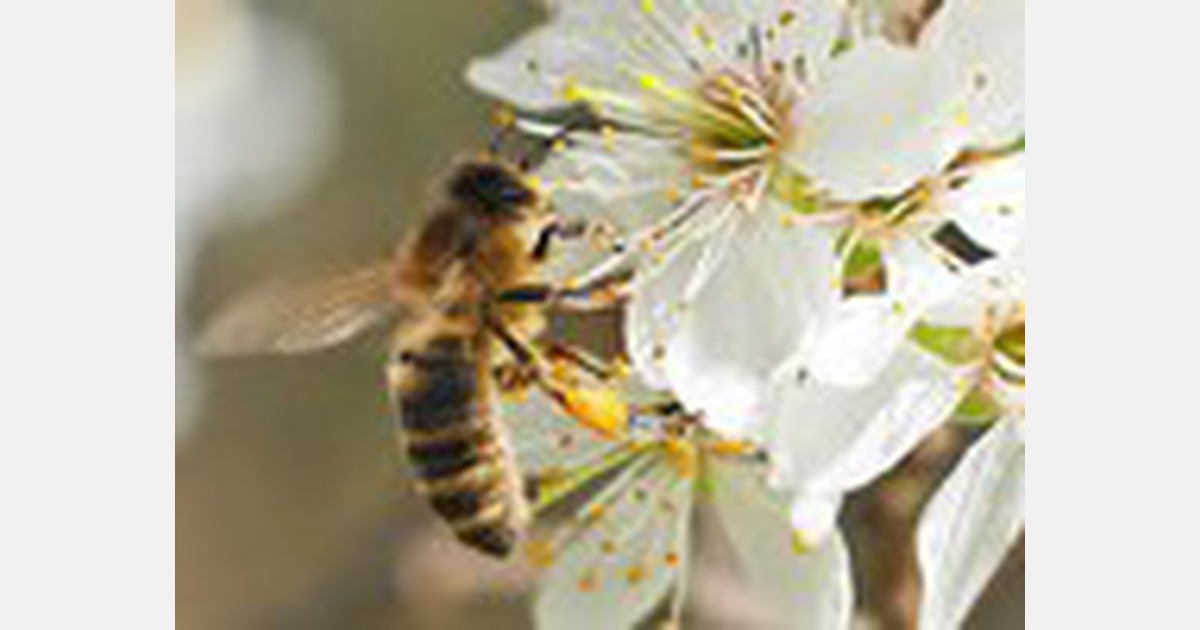 Reversing the decline in wild pollinators by 2030