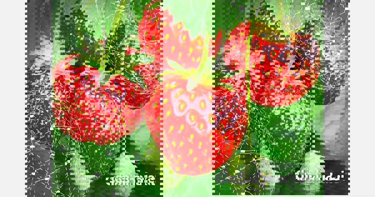 GLOBAL MARKET OVERVIEW STRAWBERRIES