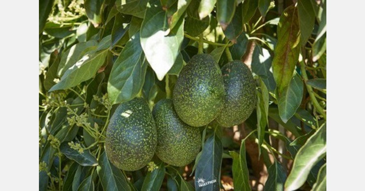 South African avocado exports to increase by 23% this season