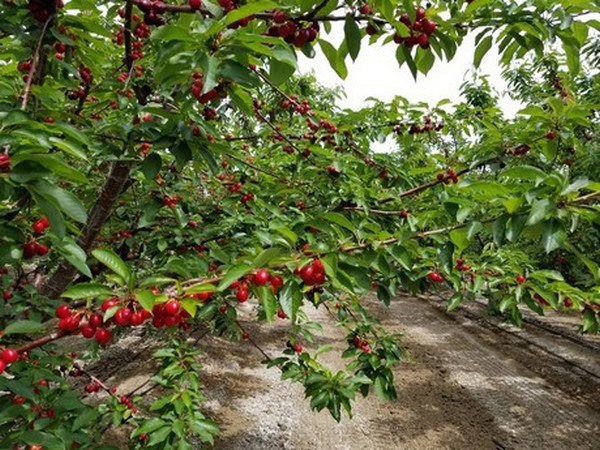 March weather results in later start for California cherries