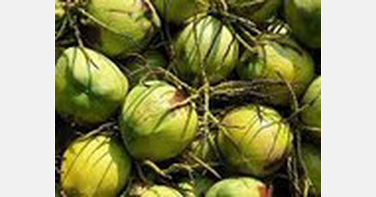 BARMM coconut project gets allocated P72.8 mln