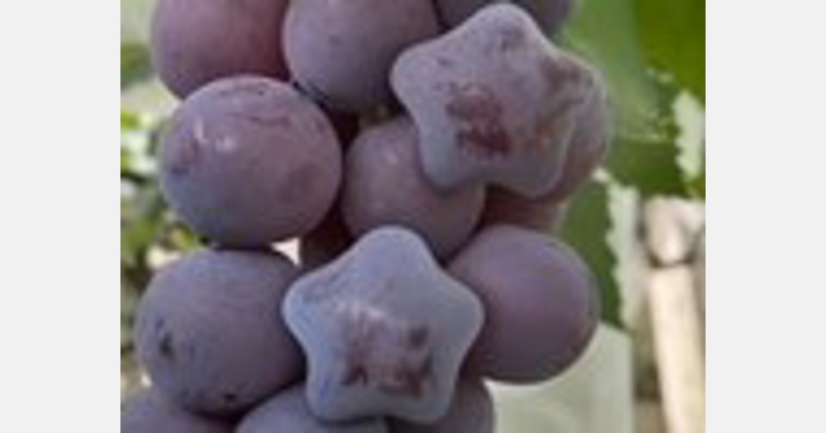 Who has seen the star-shaped grapes from Japan?