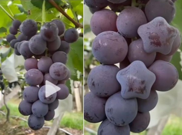 Who has seen the star-shaped grapes from Japan?