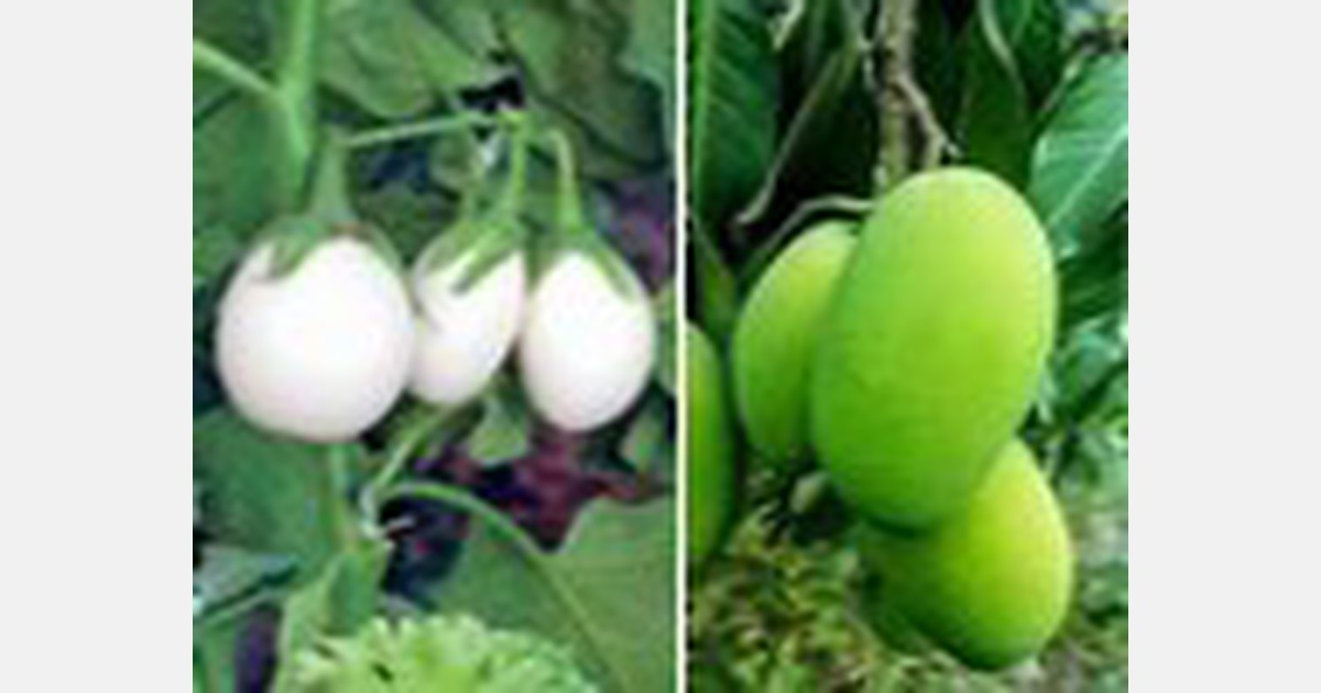 White brinjal and Langda mango from Banaras get GI tag