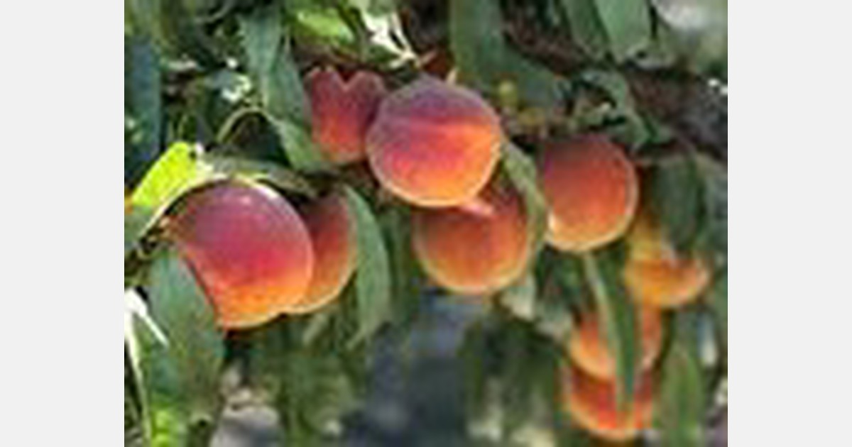 Chill hours produce mixed results for Texas peach growers