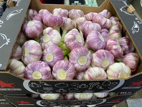 “The Egyptian dry garlic season will get going by the start of May”