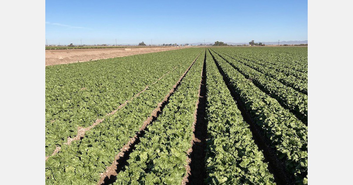 Inconsistent vegetable supplies from Salinas ahead