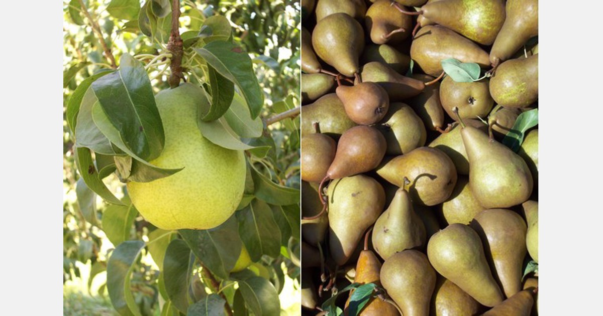 Early summer finish for domestic pears