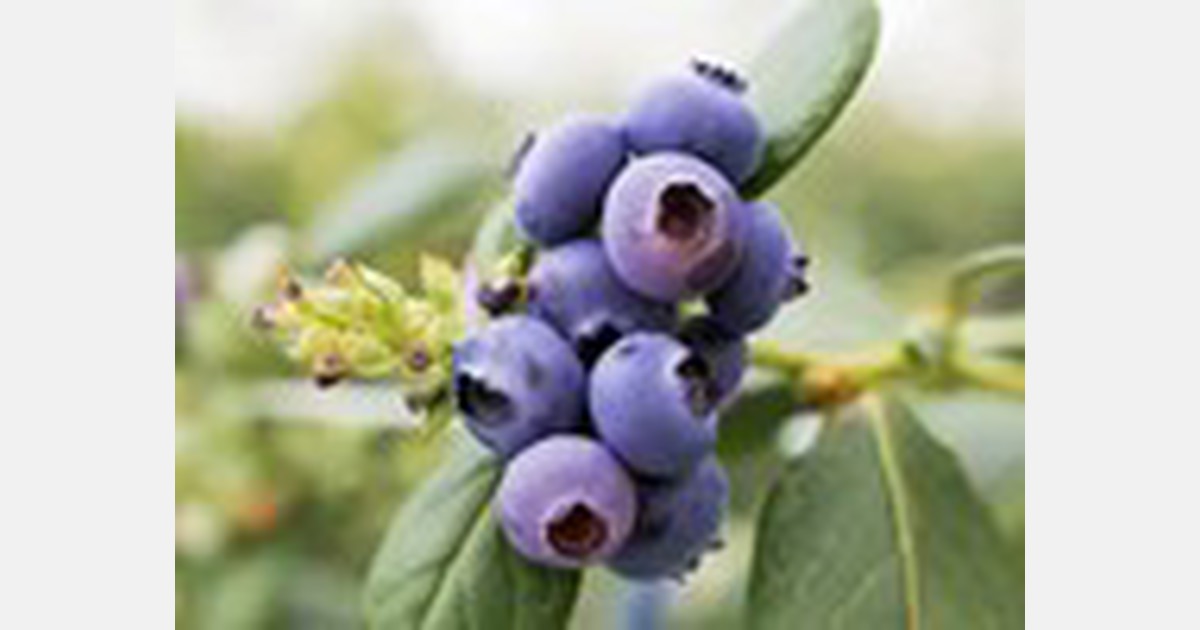 Elite Global Fresh Trading expands export of UAE-grown blueberries to ...